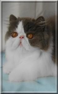 Moja stránka (Nika) - Mačky - Perzské mačky